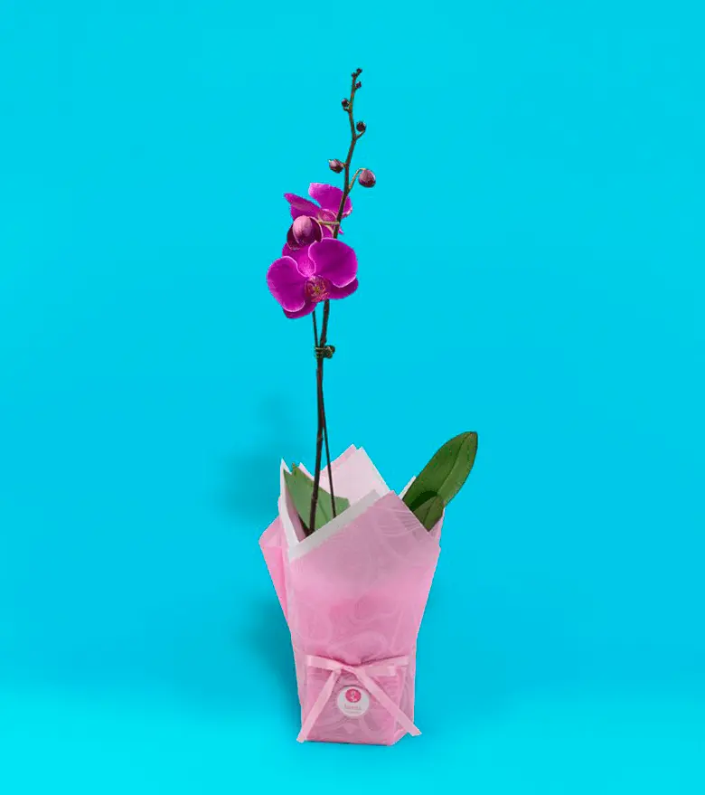 Orquídea Morada – Lazos.pe